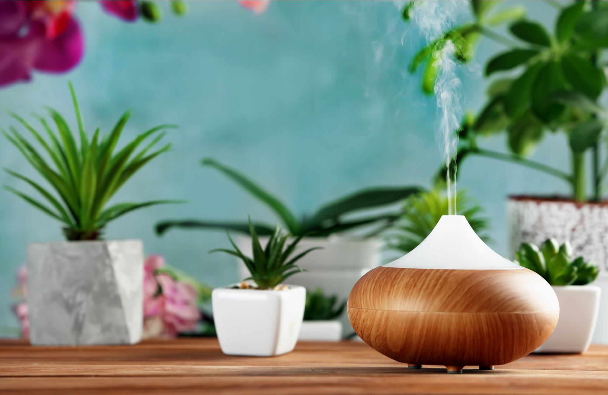 Discount Wellness Products for Sale | DailySale